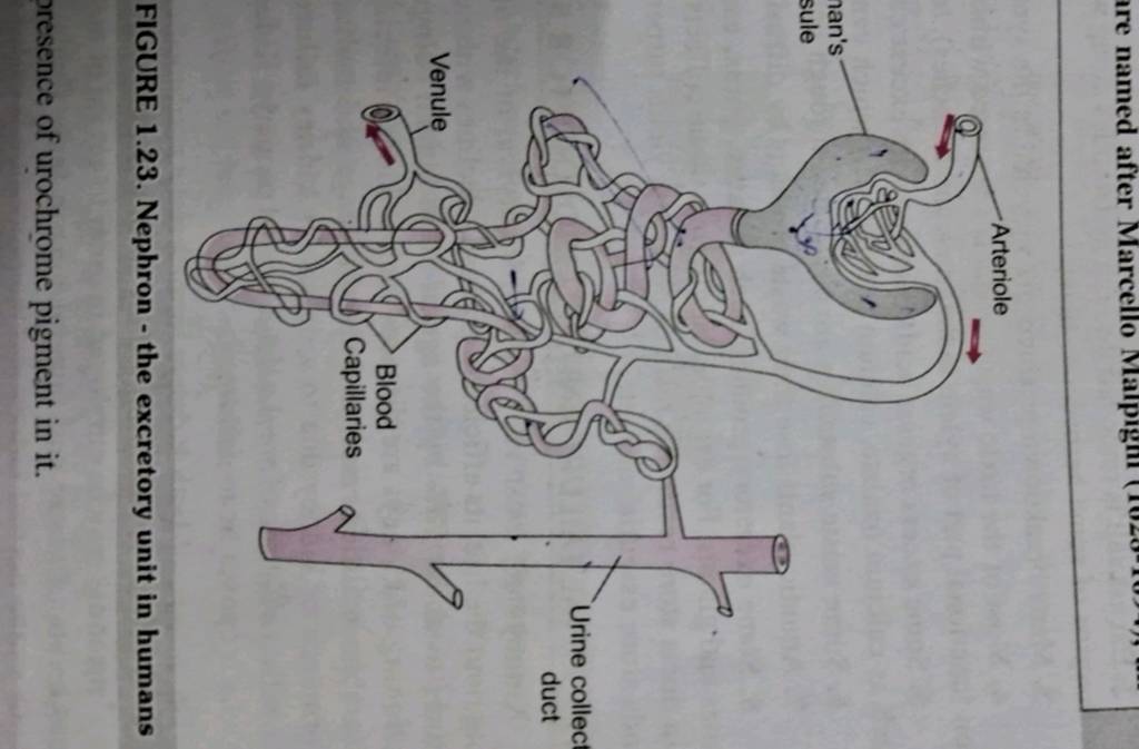 FIGURE 1.23. Nephron - the excretory unit in humans resence of urochrome