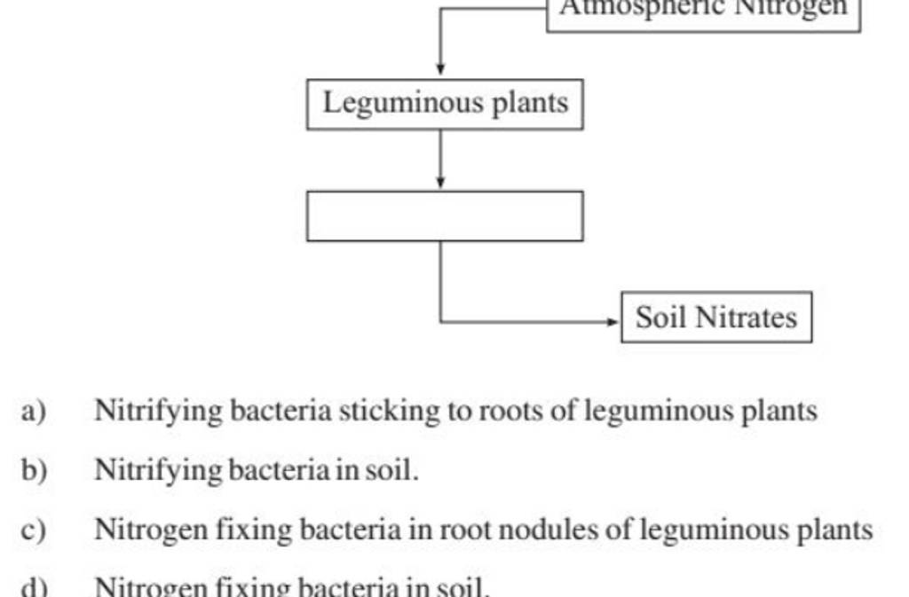 a) Nitrifying bacteria sticking to roots of leguminous plants b) Nitrifyi..